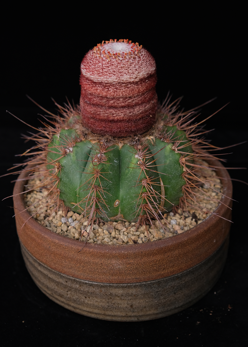 Plant Adoption – Cactaceae Storeiencius