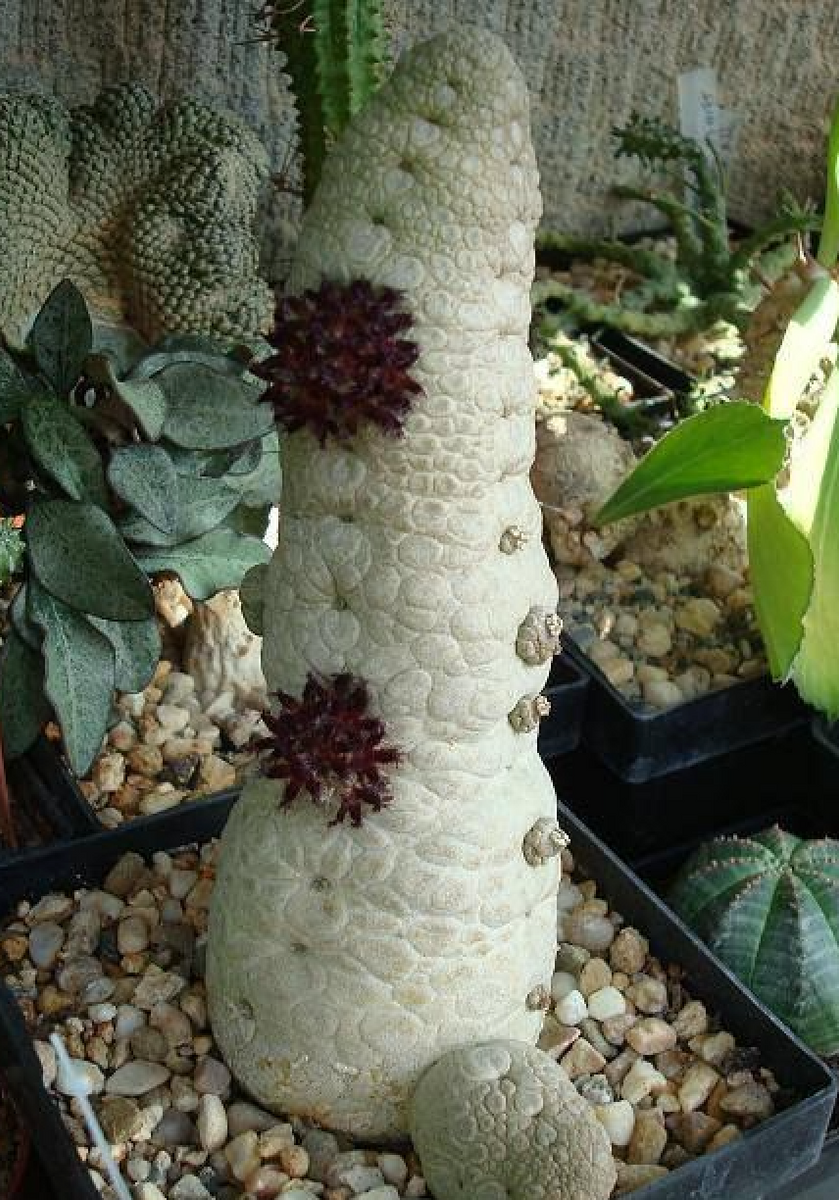 Pseudolithos migiurtinus – Cactaceae Storeiencius