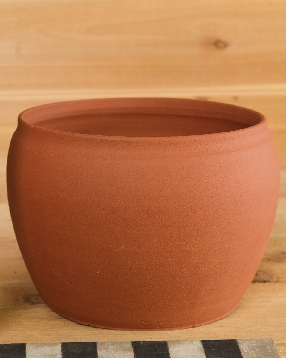 B156 – Cactaceae Storeiencius