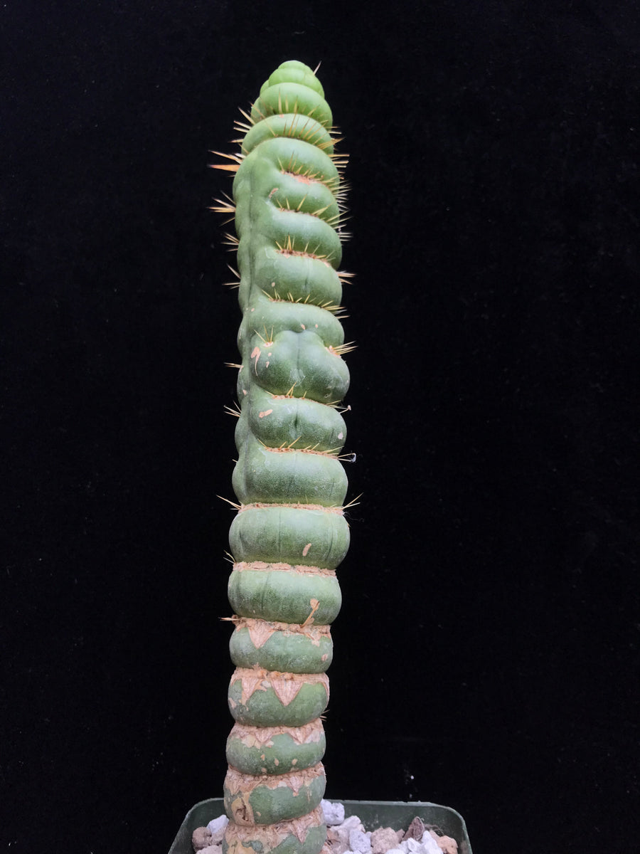 Eulychnia castanea spiralis – Cactaceae Storeiencius