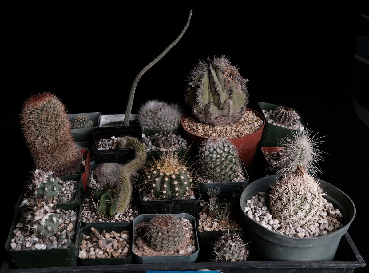 Start a collection #5 – Cactaceae Storeiencius