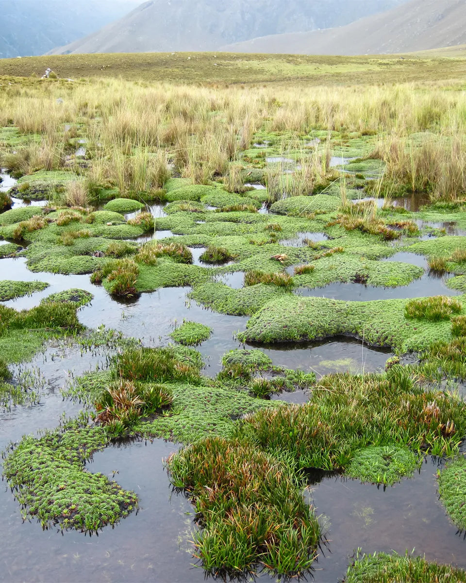 I 💚 BOGS – Cactaceae Storeiencius