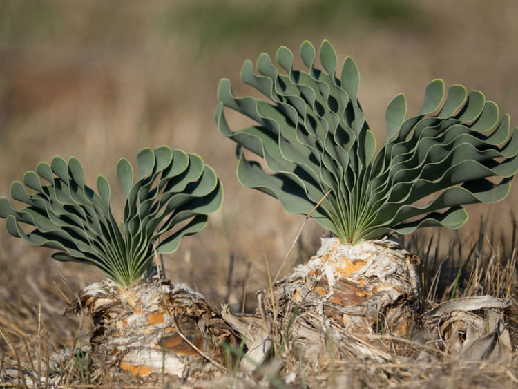 Friends of the Xeric Bulbs – Cactaceae Storeiencius