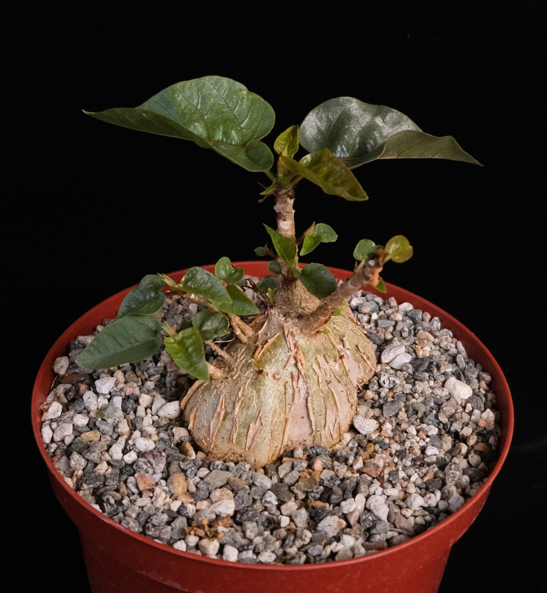 Ficus brandegeei – Cactaceae Storeiencius