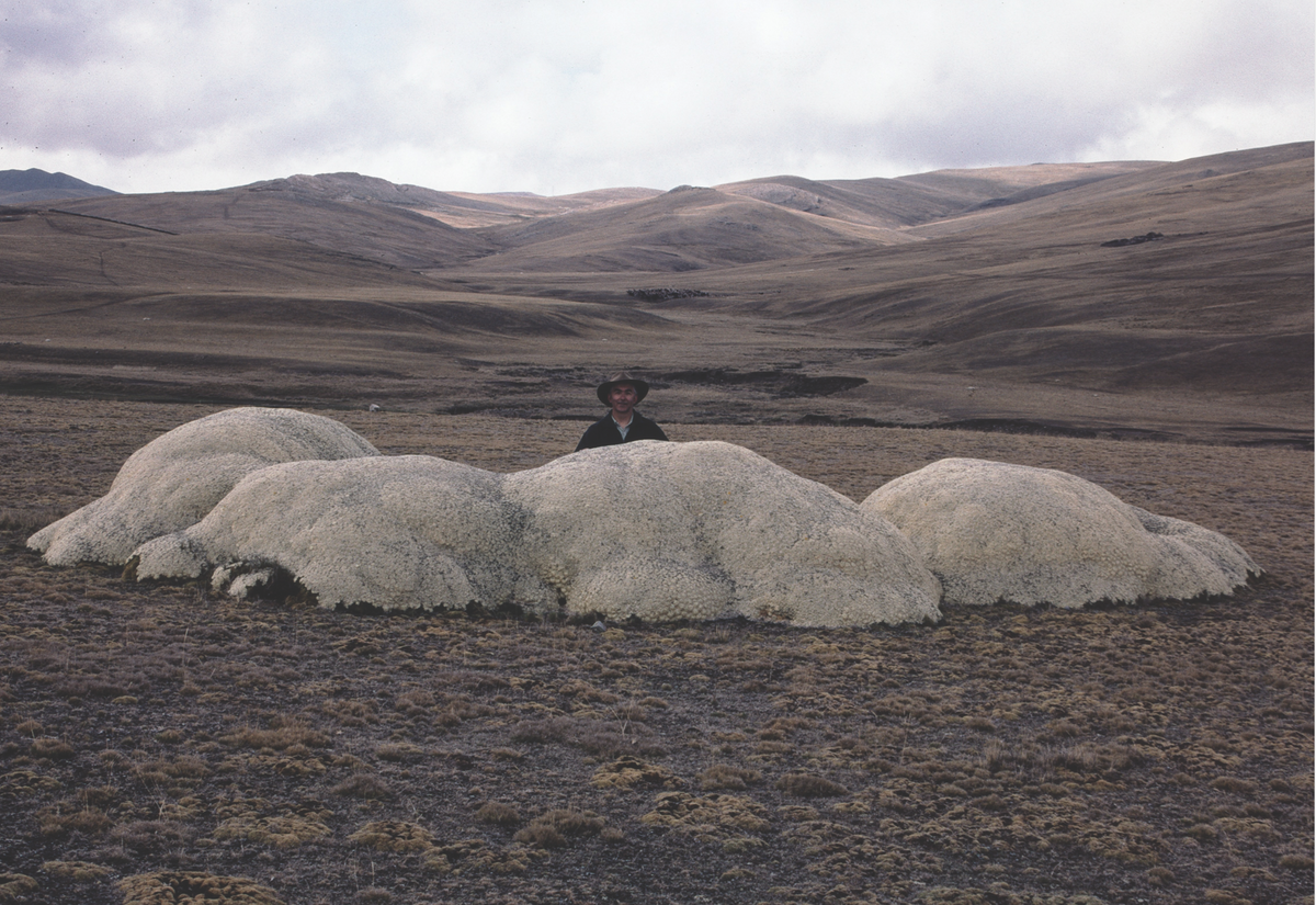 Xerophile (aged white) – Cactaceae Storeiencius