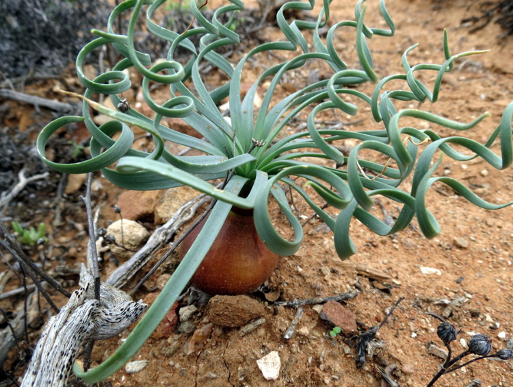 Friends of the Xeric Bulbs – Cactaceae Storeiencius