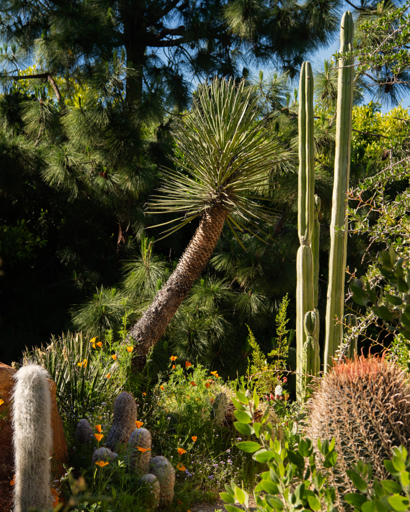 Geoponika Hat – Cactaceae Storeiencius