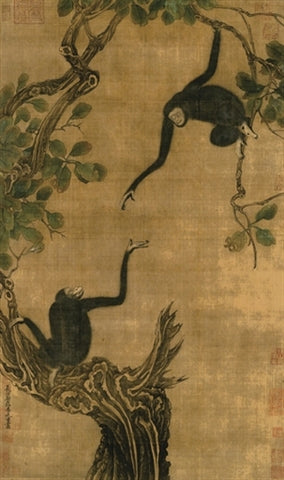 When gibbons sing – Cactaceae Storeiencius