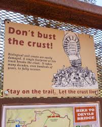 Don't Bust the Crust! Badge T-Shirt (Rose) – Cactaceae Storeiencius