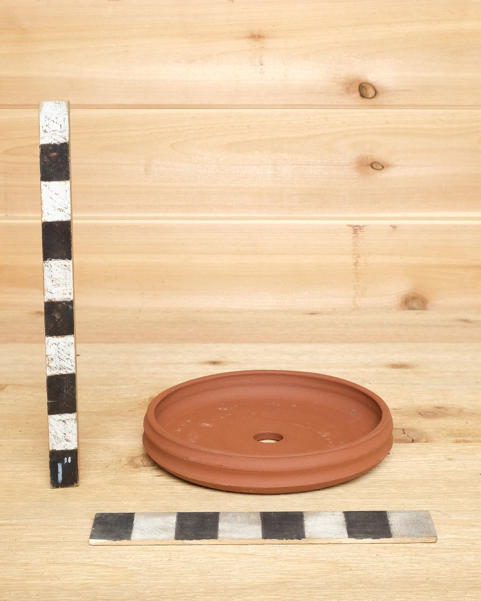 Bonsai Dish – Cactaceae Storeiencius