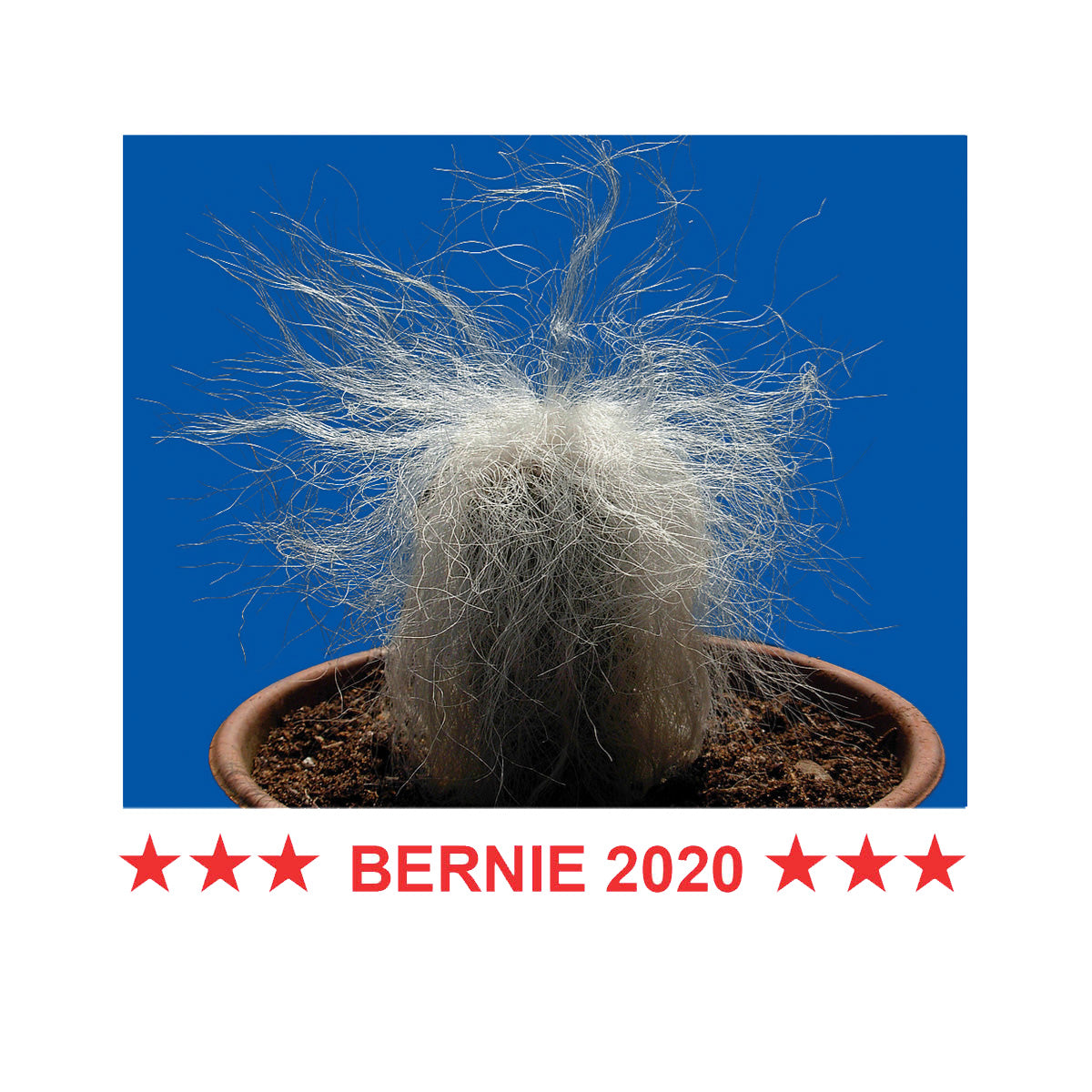 Bernie 2020 Long Sleeve T-Shirt – Cactaceae Storeiencius