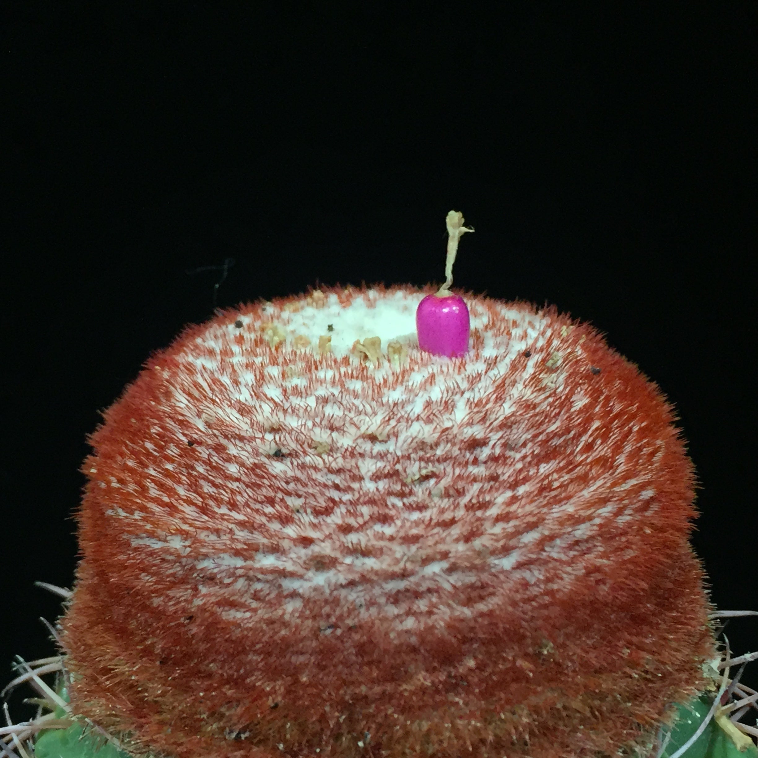 Melocactus intortus – Cactaceae Storeiencius