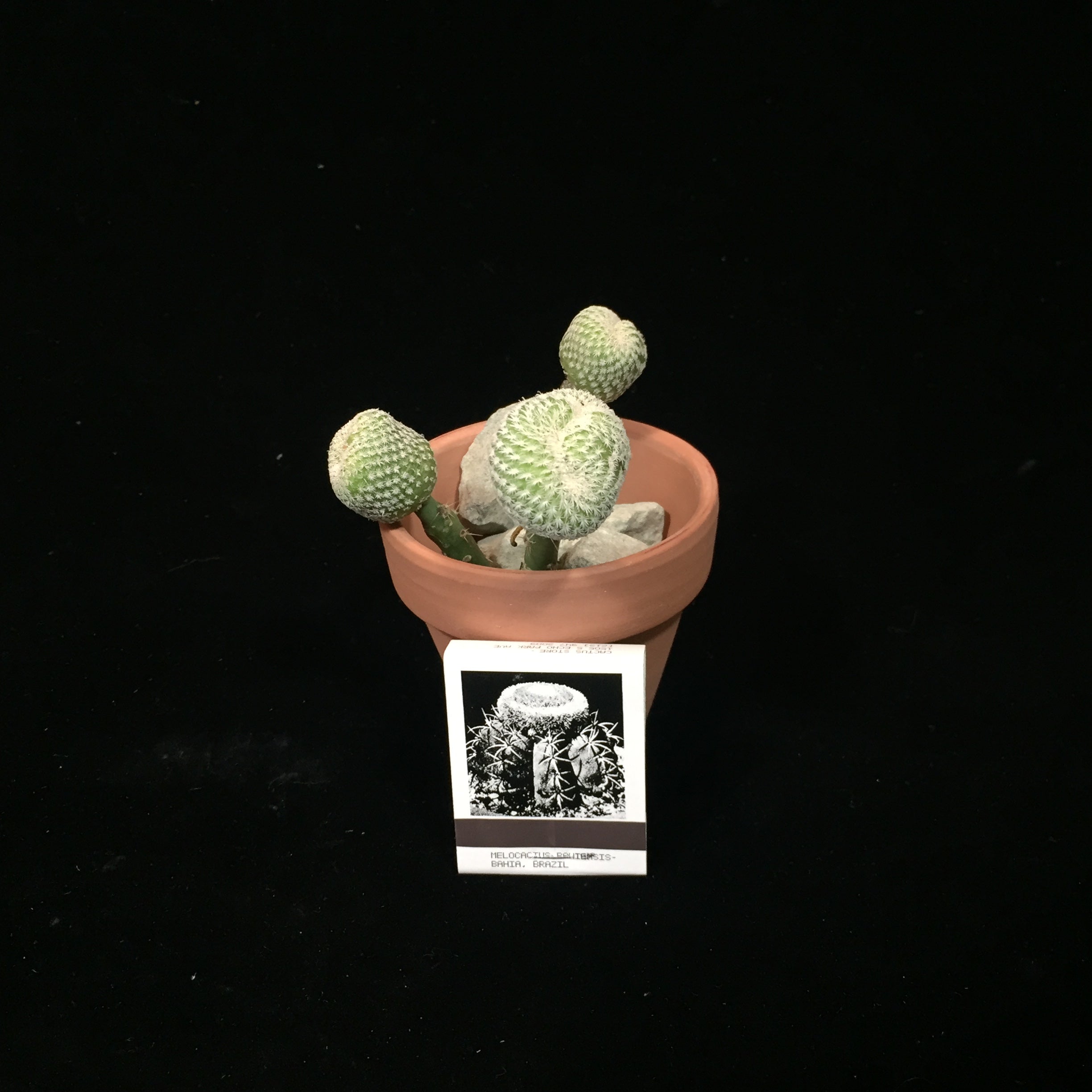 Epithelantha micromeris Crest – Cactaceae Storeiencius