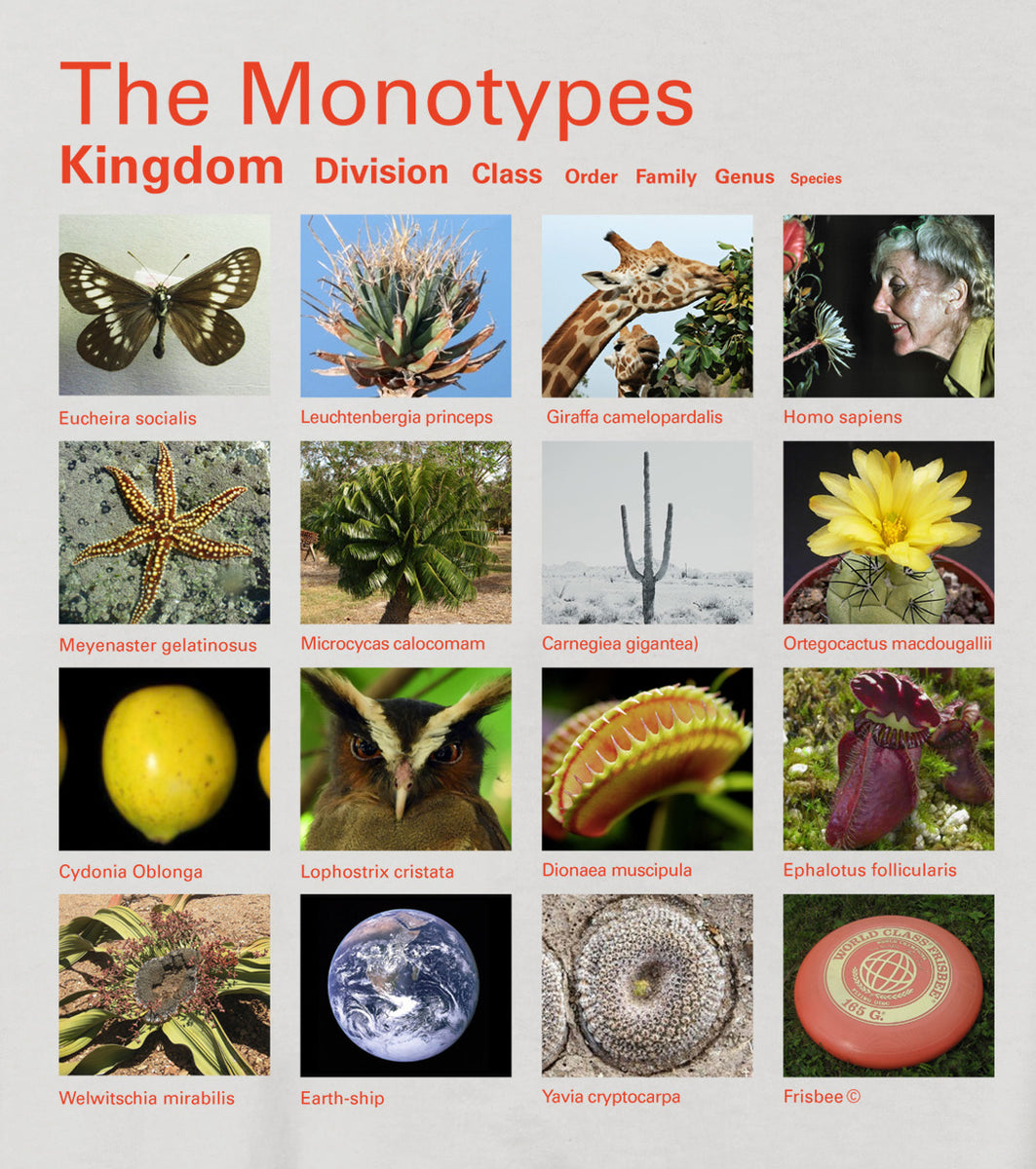 Taxa Shirt 10: The Monotypes – Cactaceae Storeiencius