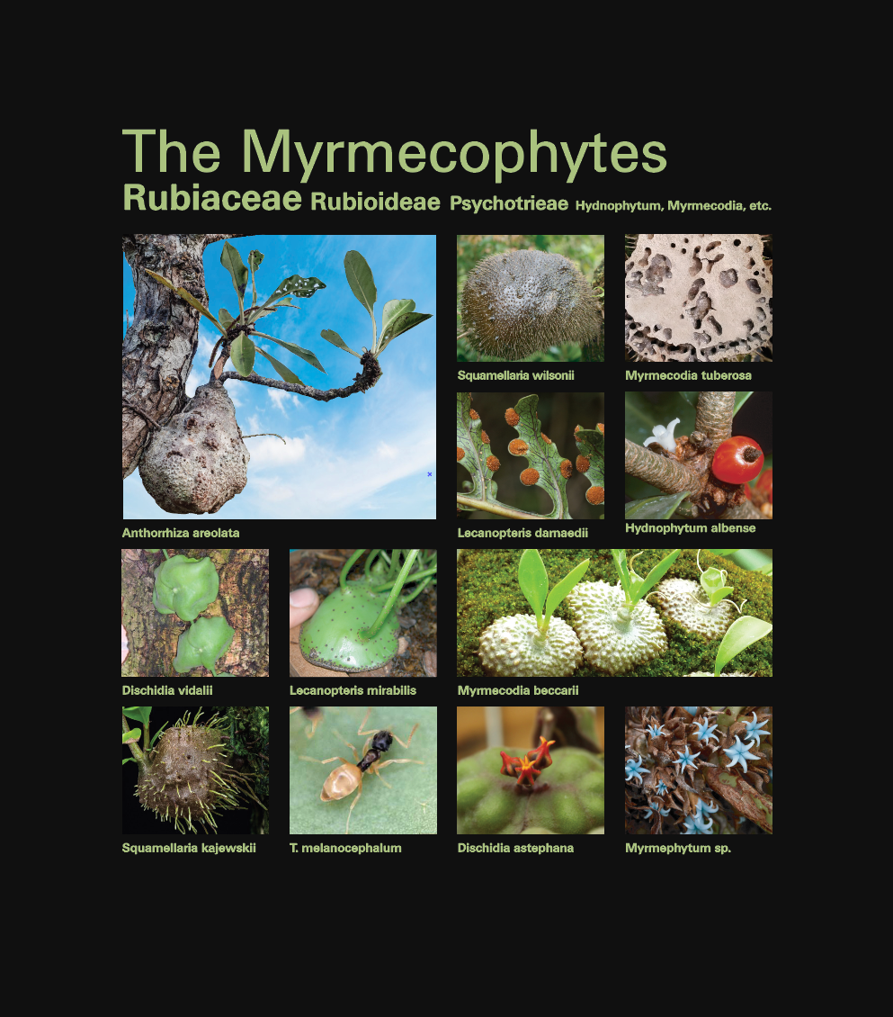 Taxa Shirt 6: The Myrmecophytes – Cactaceae Storeiencius