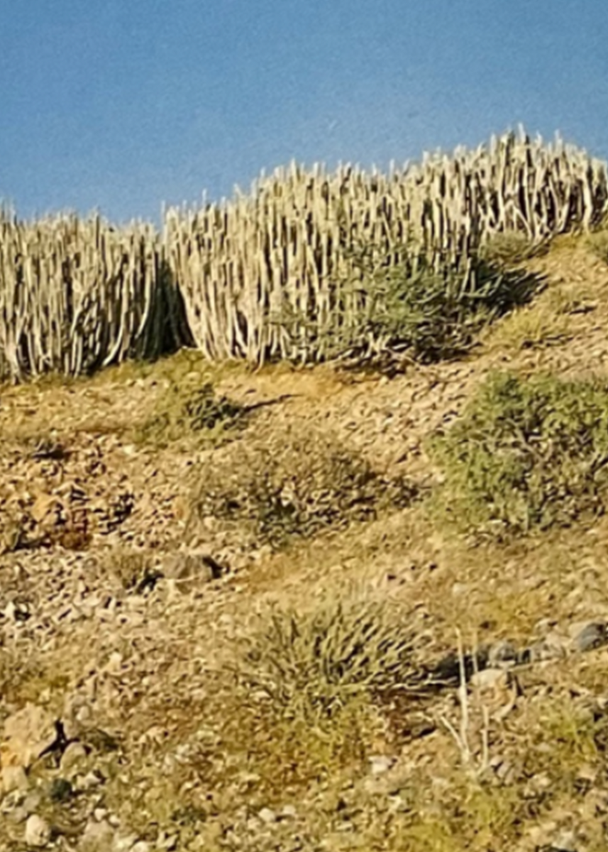 Euphorbia abdelkuri – Cactaceae Storeiencius