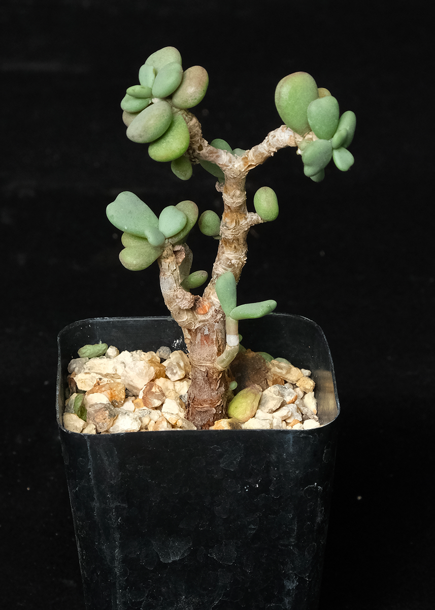 Ceraria pygmaea – Cactaceae Storeiencius