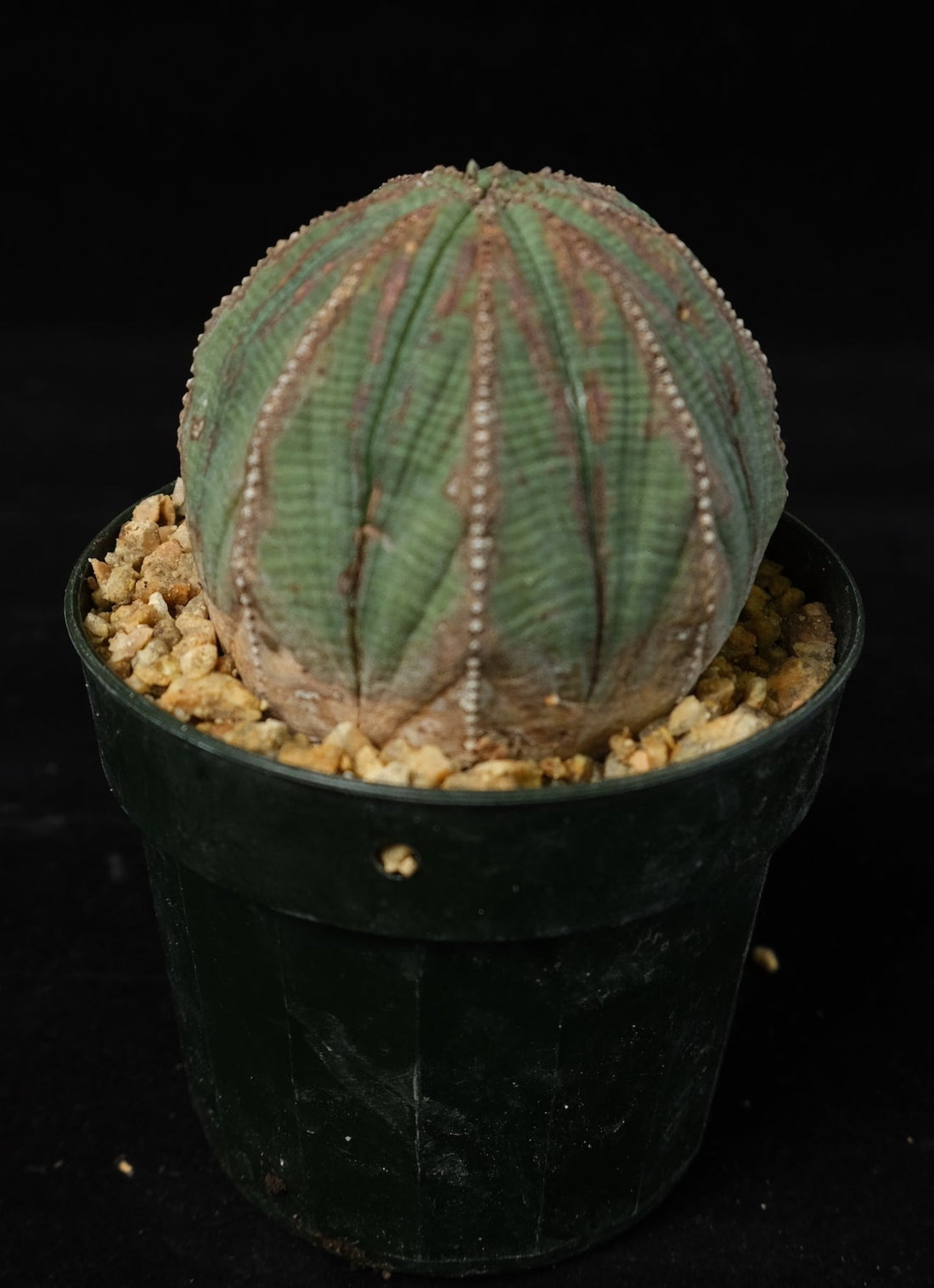 Euphorbia obesa LARGE #1 – Cactaceae Storeiencius