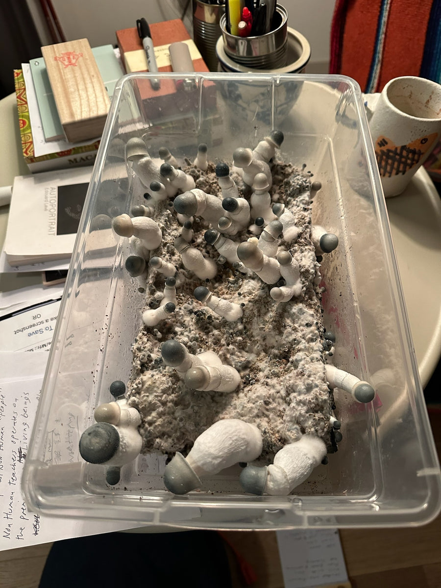 Toadstool Grow Guide – Cactaceae Storeiencius