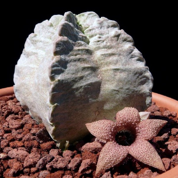 Whitesloanea crassa – Cactaceae Storeiencius